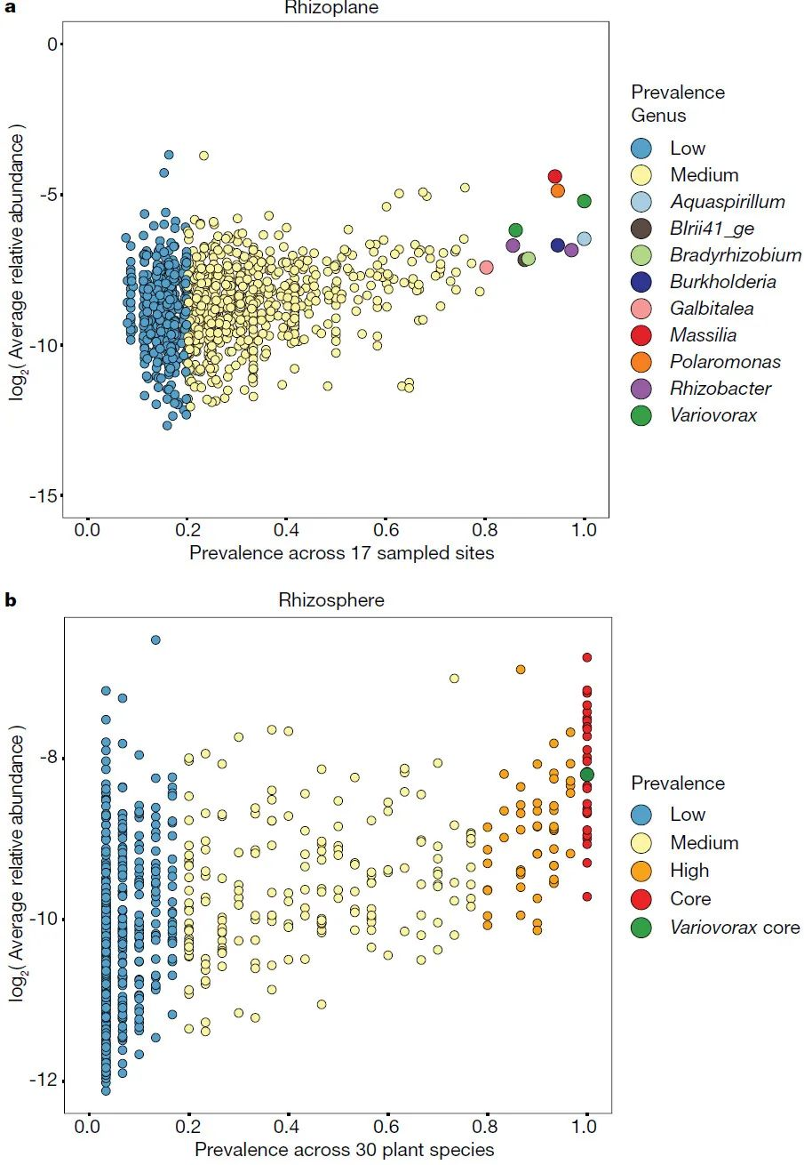 Nature：Jeff Dangl团队揭示贪噬菌属在微生物组中维持根的生长-CSDN博客