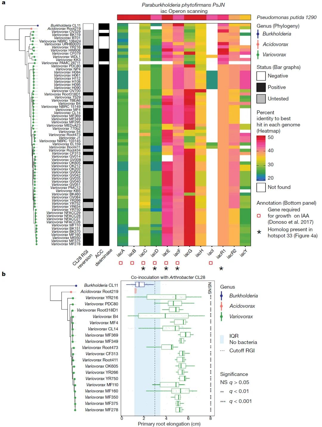Nature：Jeff Dangl团队揭示贪噬菌属在微生物组中维持根的生长-CSDN博客
