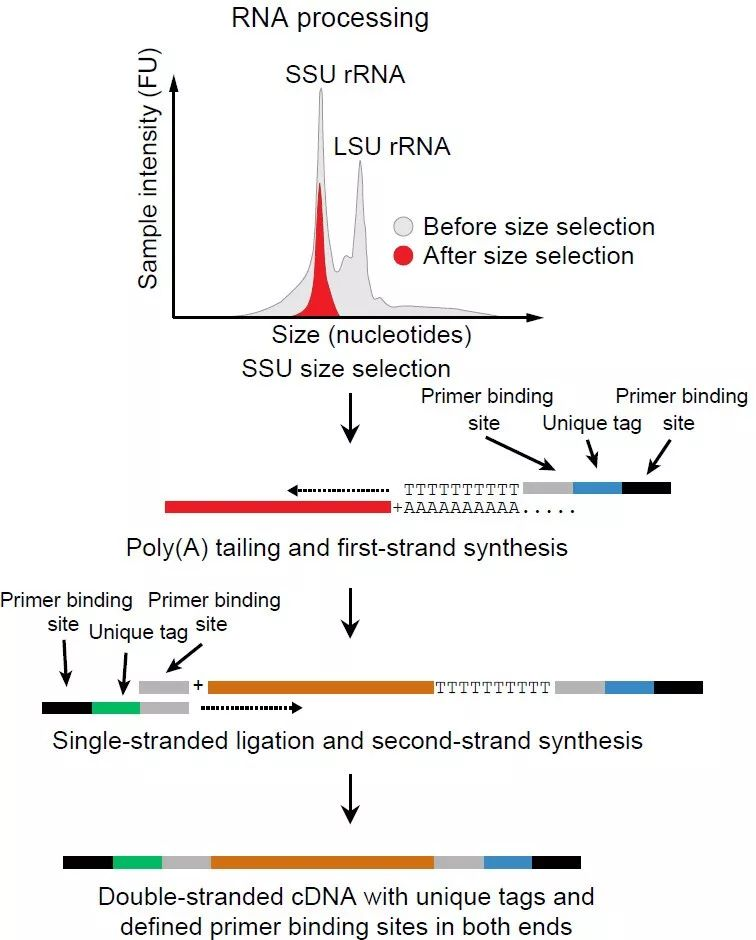 NBT：扩增子测序革命—用16S及18S rRNA全长进行微生物多样性研究-CSDN博客