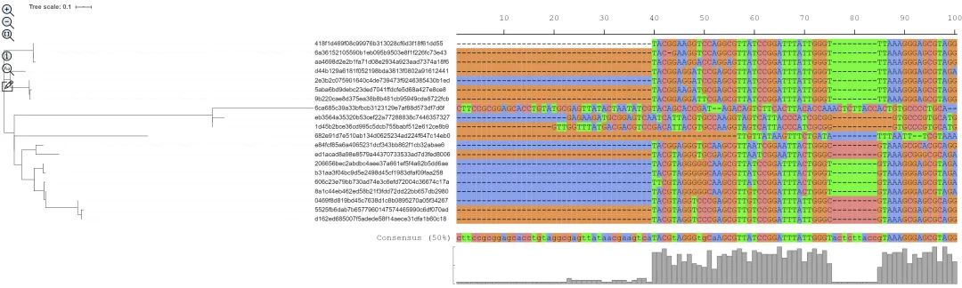 QIIME 2教程. 21进化树q2-phylogeny(2020.11)-CSDN博客