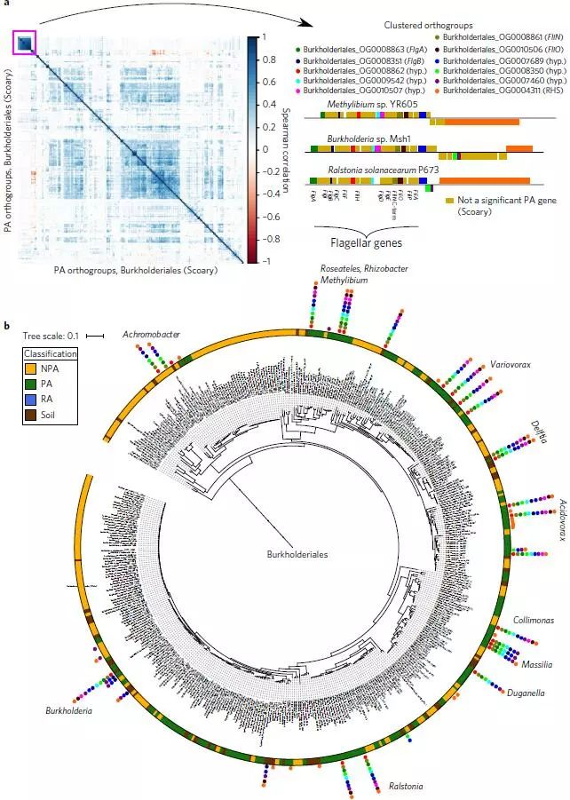 Nature Genetics：微生物如何适应植物的？-CSDN博客
