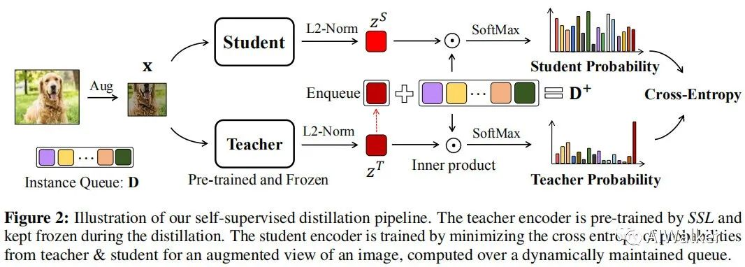ICLR 2021 | SEED：自监督蒸馏学习，显著提升小模型性能！-CSDN博客