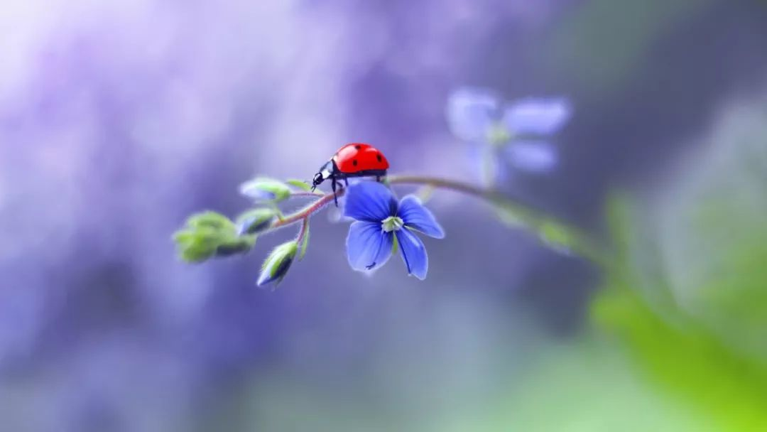 光学成像原理之景深(Depth of Field)-CSDN博客