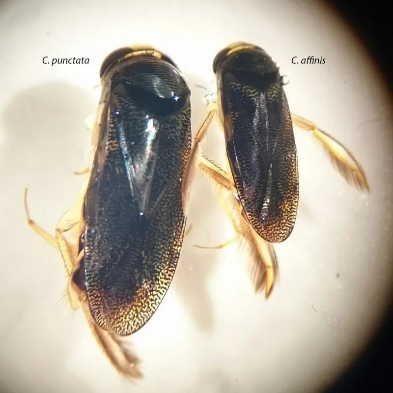 哈钦森之问：动物的种类为何如此丰富？-CSDN博客