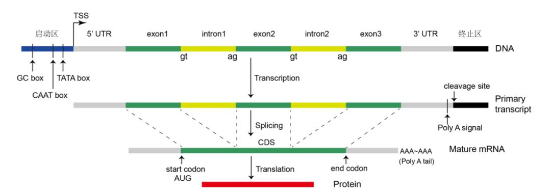基因组注释2. 非编码基因和编码基因预测tRNAScan-SE、rRNAmmer和Prodigal-CSDN博客