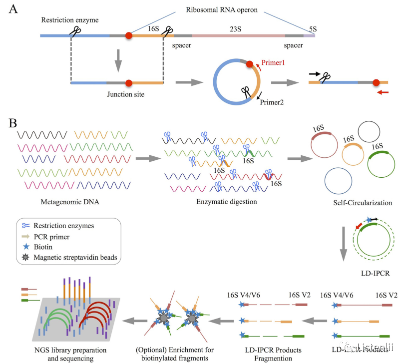 RiboFR-Seq：将16S rRNA与宏基因组连接的方法-CSDN博客