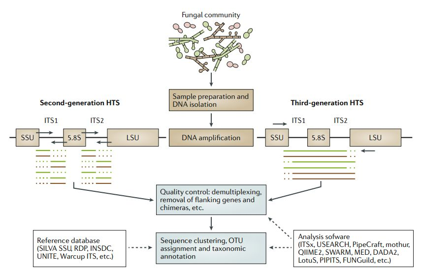 Nature综述：真菌的多样性：真菌的高通量测序及鉴定-CSDN博客