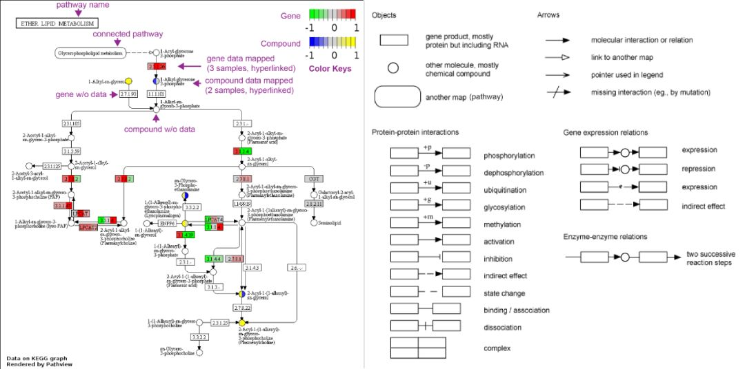 20W+喜爱的Pathview网页版 | 整合表达谱数据KEGG通路可视化-CSDN博客