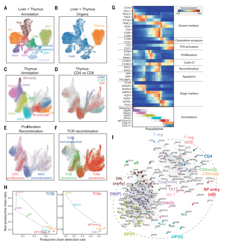 Science | 单细胞分析人类胸腺发育的细胞图谱-CSDN博客