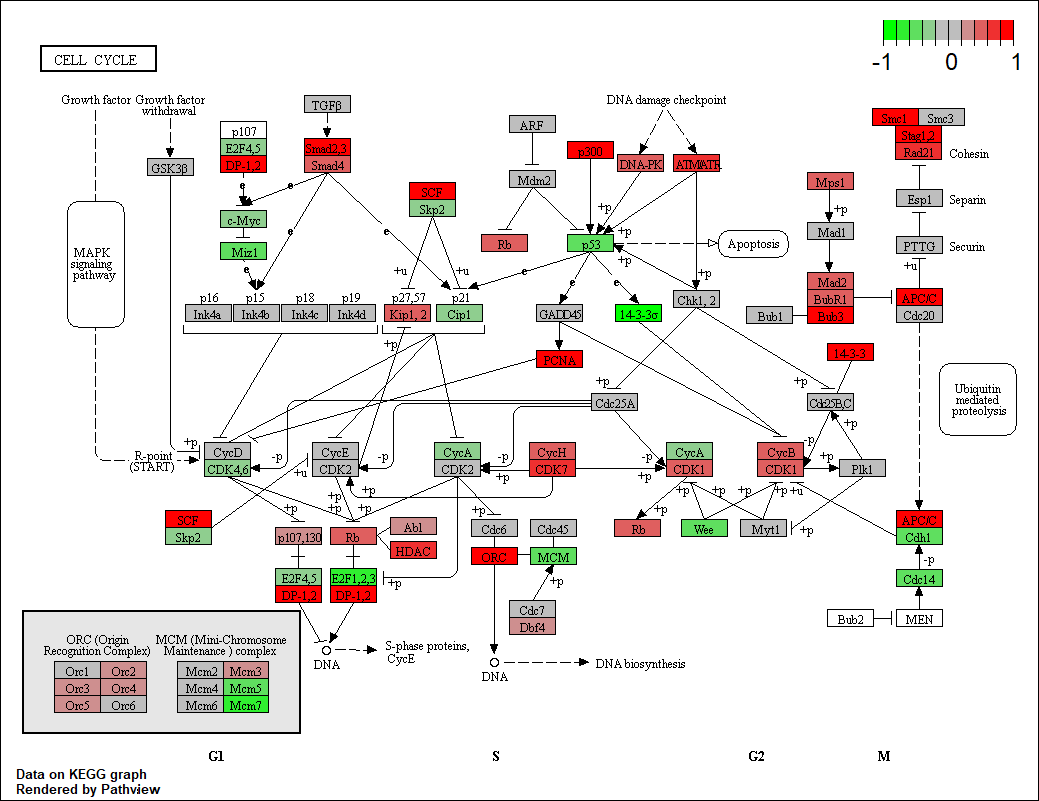 Pathview包：整合表达谱数据可视化KEGG通路-CSDN博客