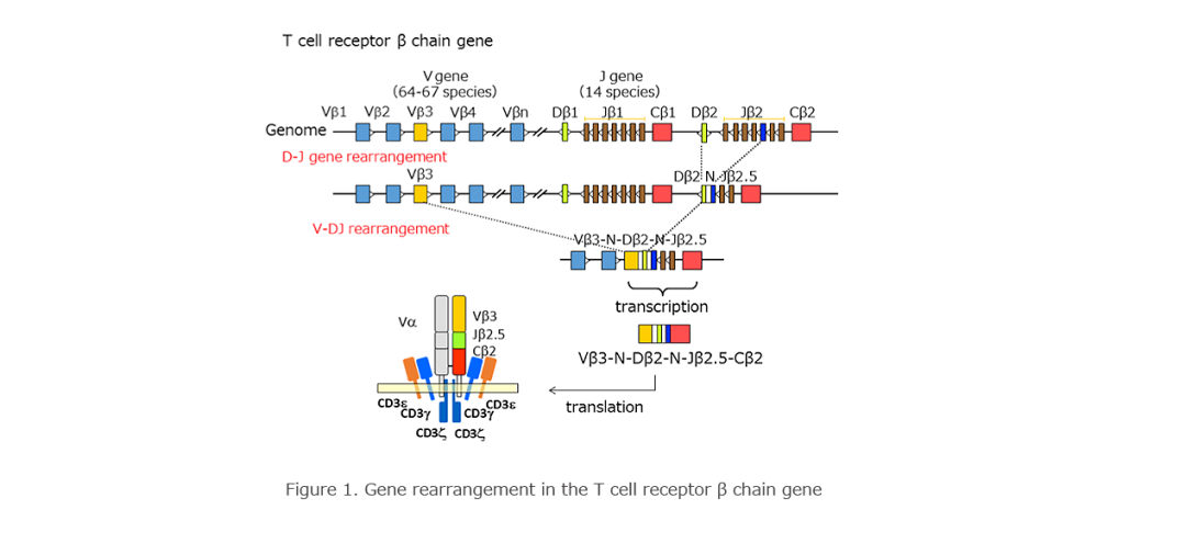 Seurat的单细胞免疫组库分析来了！-CSDN博客