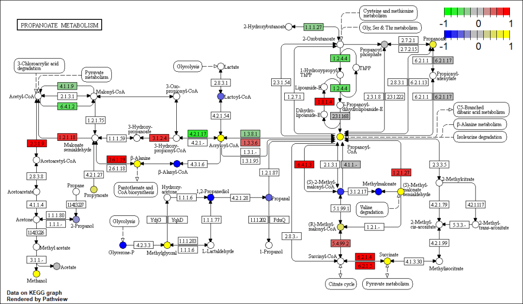 Pathview包：整合表达谱数据可视化KEGG通路-CSDN博客
