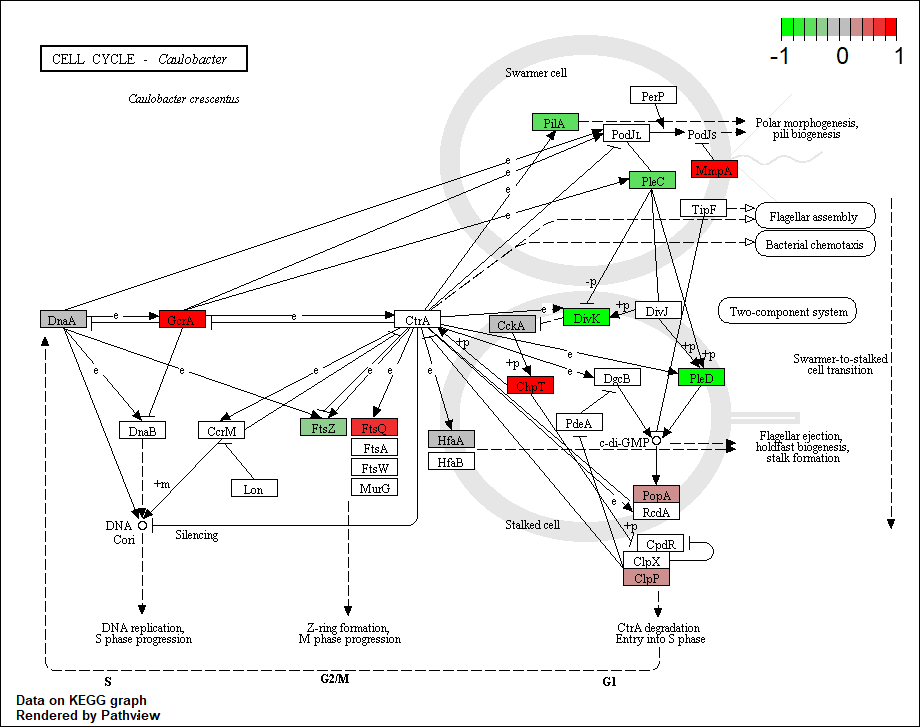 Pathview包：整合表达谱数据可视化KEGG通路-CSDN博客