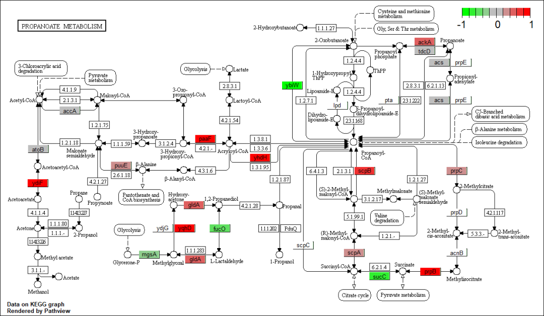 Pathview包：整合表达谱数据可视化KEGG通路-CSDN博客