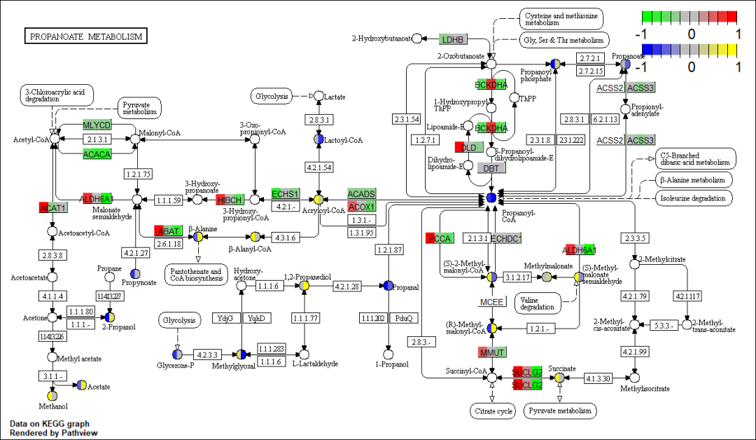 Pathview包：整合表达谱数据可视化KEGG通路-CSDN博客