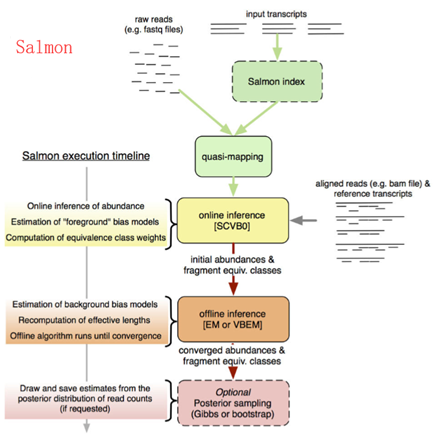 基于Salmon的转录组定量流程-CSDN博客