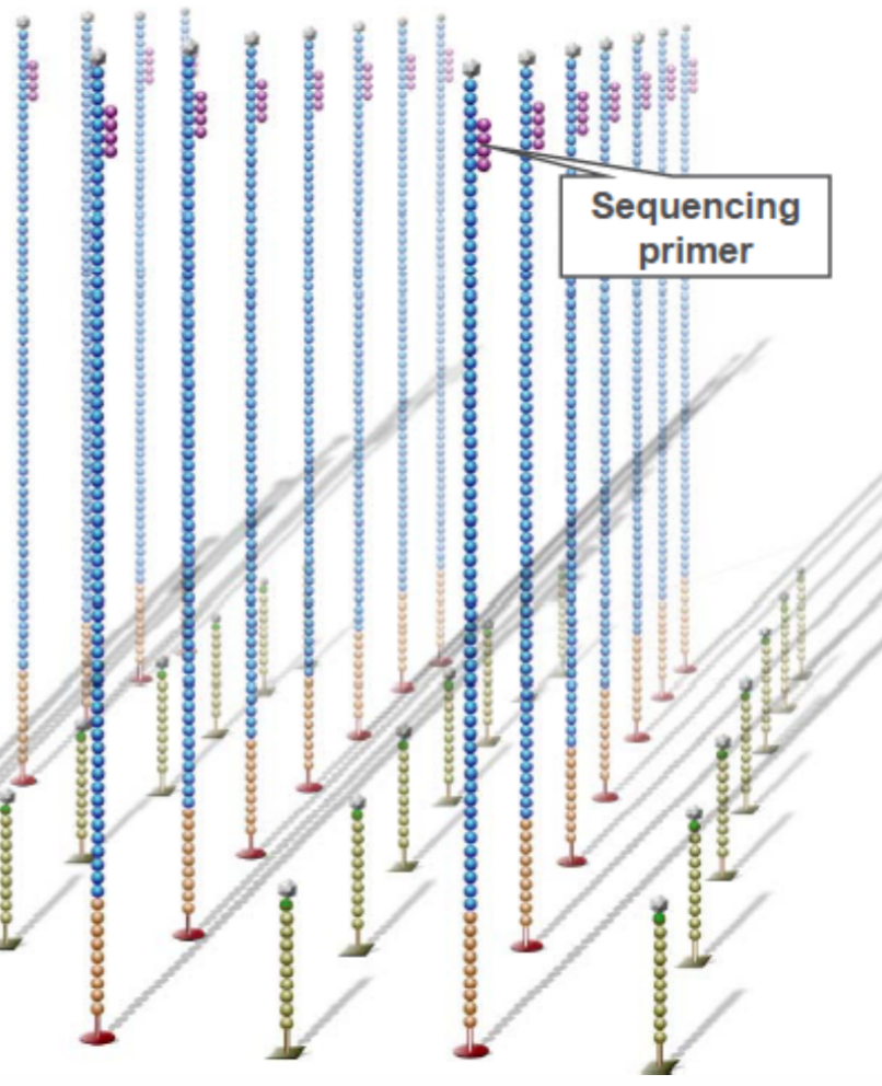 Illumina测序什么时候会测序到接头序列？-CSDN博客