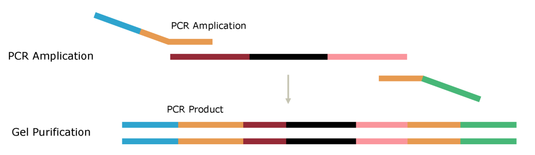 关于二代测序中duplication产生和占比问题的探讨-CSDN博客