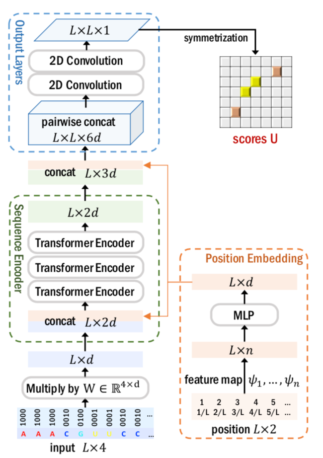 ICLR 2020 | 利用深度展开算法寻找RNA的二级结构_如何获取rna的二级结构-CSDN博客