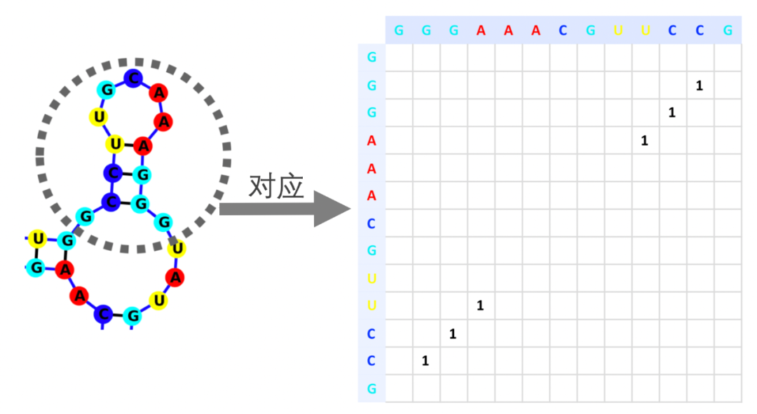 ICLR 2020 | 利用深度展开算法寻找RNA的二级结构_如何获取rna的二级结构-CSDN博客