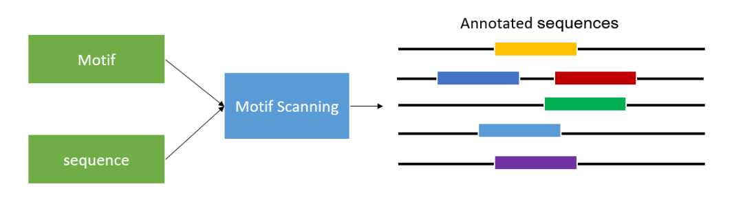 详解motif的PWM矩阵-CSDN博客