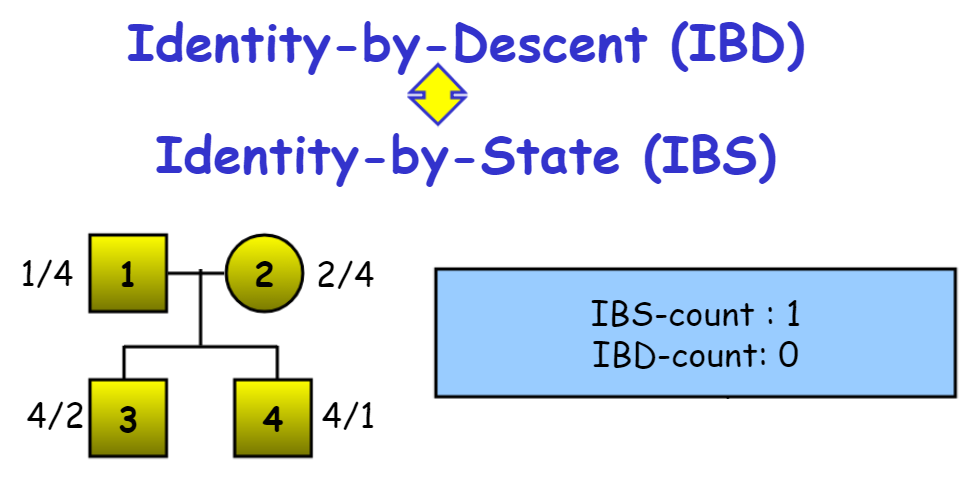 IBD血缘同源简介-CSDN博客