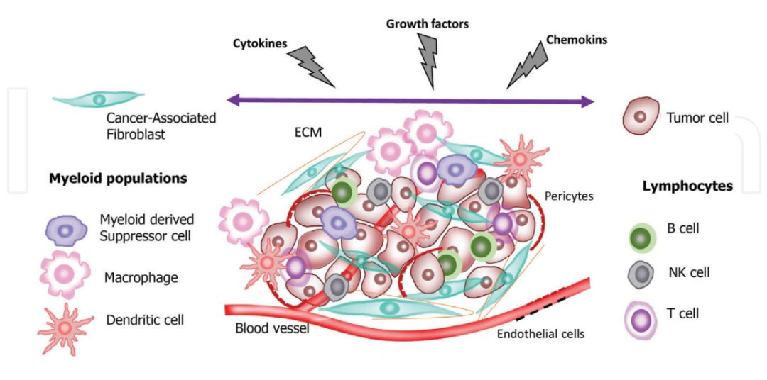 肿瘤微环境:Tumor microenvironment (TME)简介-CSDN博客
