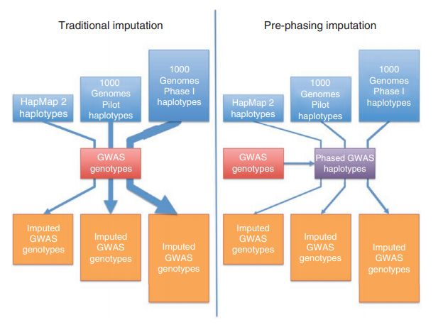基因型填充中的phasing究竟是什么-CSDN博客