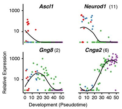 单细胞转录组中的pseudotime究竟是什么-CSDN博客