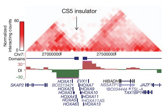 TAD:拓扑关联结构域简介-CSDN博客
