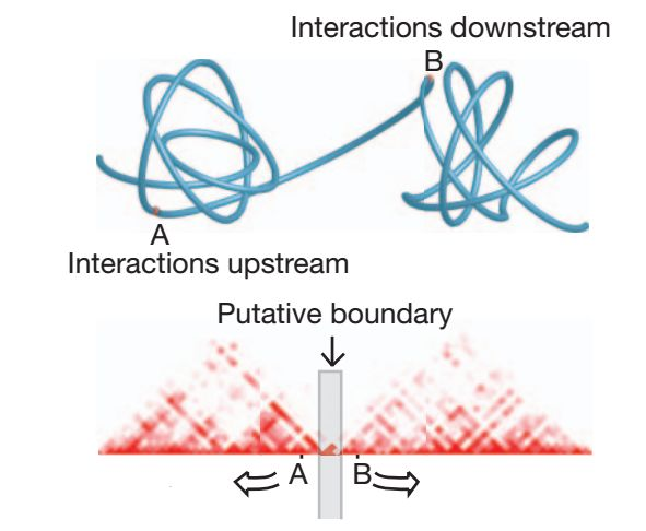 TAD:拓扑关联结构域简介-CSDN博客