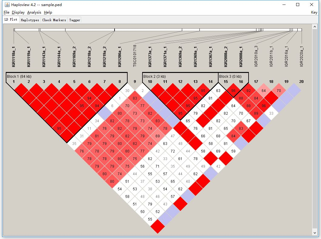 haploview进行连锁不平衡分析-CSDN博客