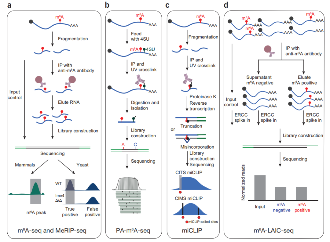 表观转录组学-m6A简介-CSDN博客