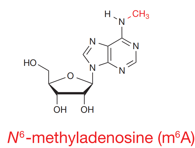 表观转录组学-m6A简介-CSDN博客