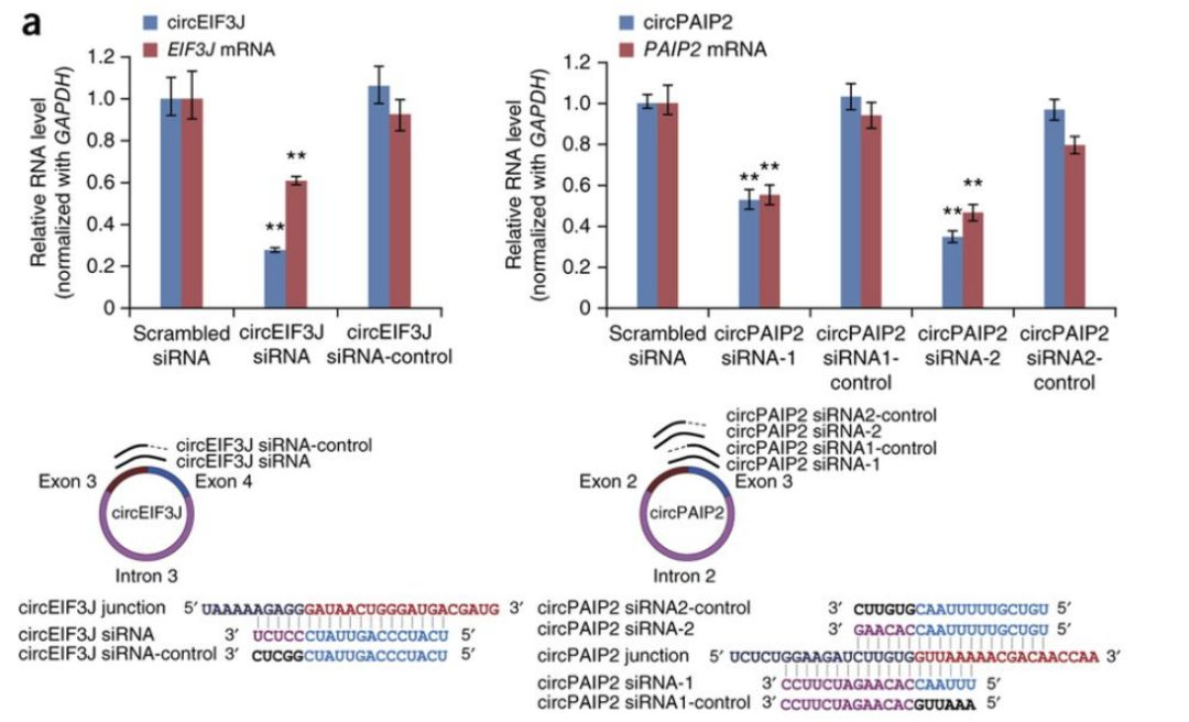 文献解读|环状RNA调控父本基因的表达-CSDN博客