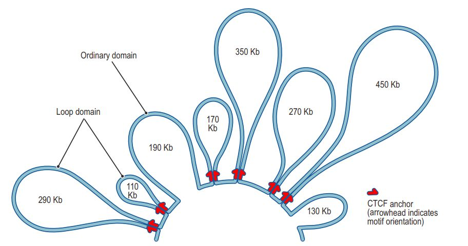 chromatin loops:染色质环简介-CSDN博客