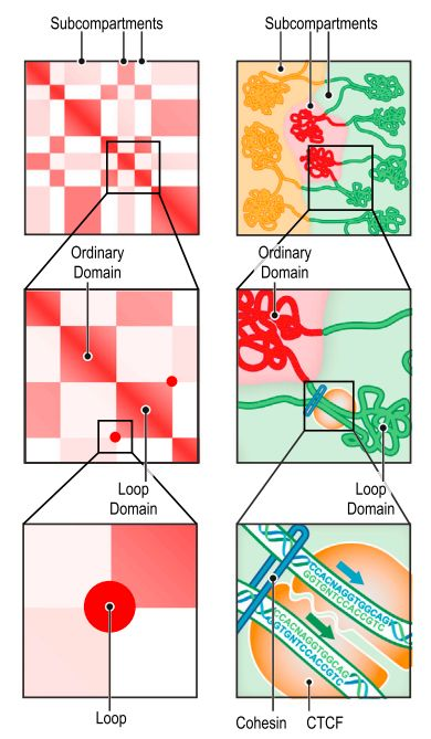 chromatin loops:染色质环简介-CSDN博客