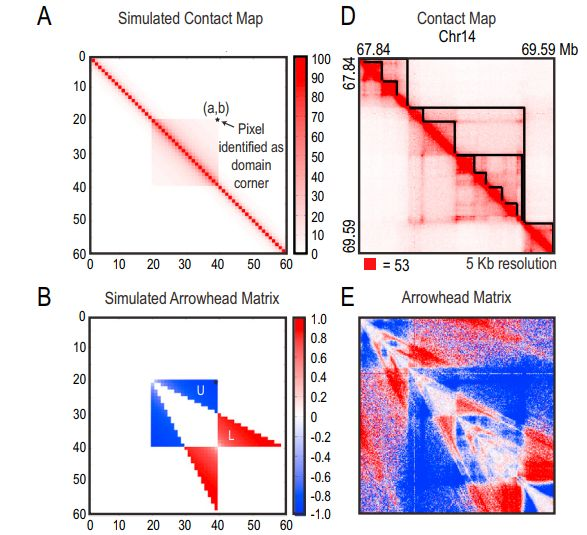 chromatin loops:染色质环简介-CSDN博客