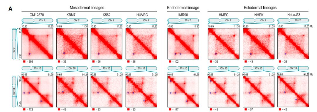 chromatin loops:染色质环简介-CSDN博客
