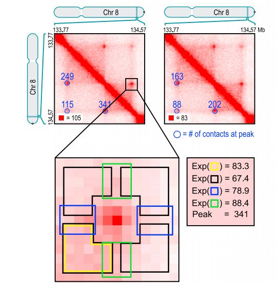 chromatin loops:染色质环简介-CSDN博客