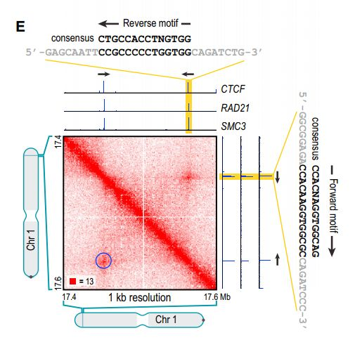 chromatin loops:染色质环简介-CSDN博客