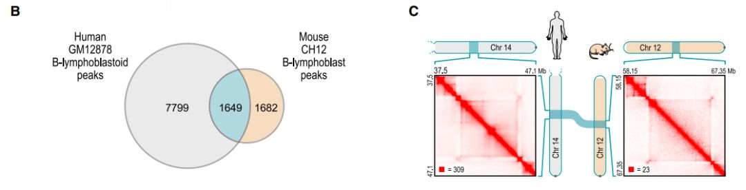 chromatin loops:染色质环简介-CSDN博客