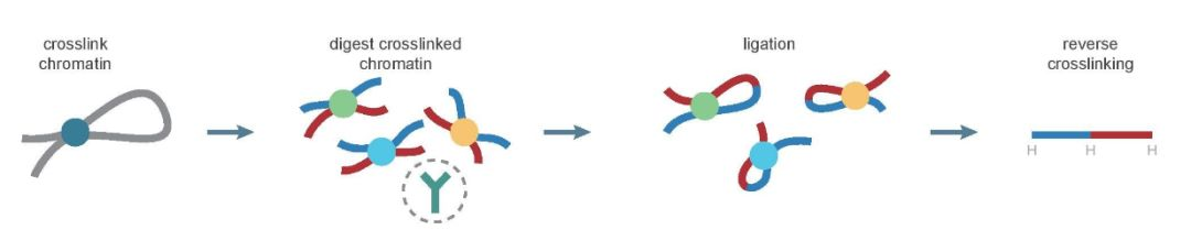 chromosome conformation capture:染色质构象捕获技术-CSDN博客