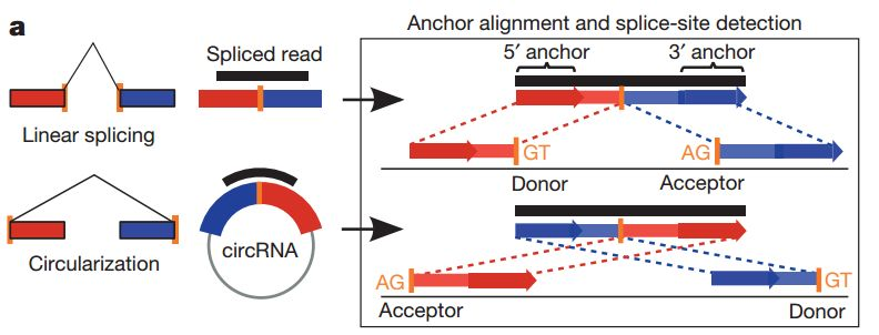 使用find_circ识别环状RNA-CSDN博客