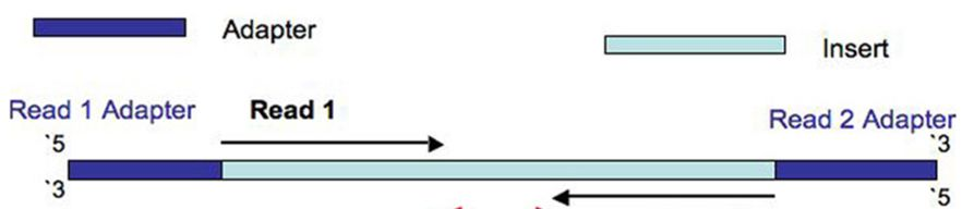 cutadapt去除adapter序列-CSDN博客