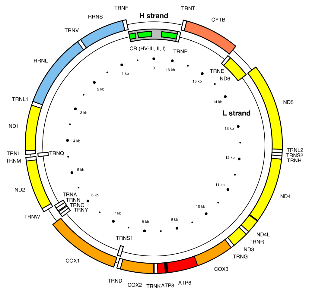 使用biopython可视化染色体和基因元件 Csdn博客