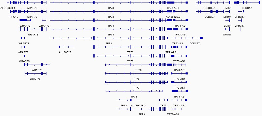玩转基因组浏览器之使用IGV查看基因结构信息-CSDN博客