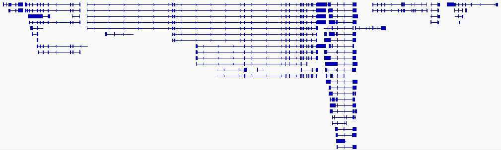玩转基因组浏览器之使用IGV查看基因结构信息-CSDN博客