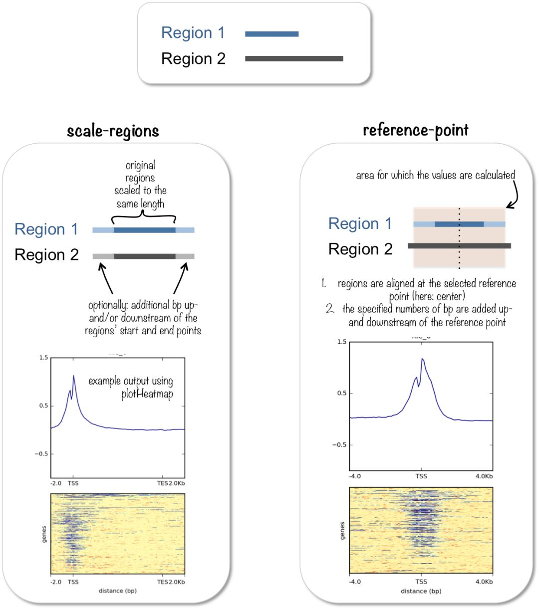 使用deeptools查看reads分布特征-CSDN博客