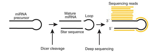 已知miRNA定量原理揭秘-CSDN博客